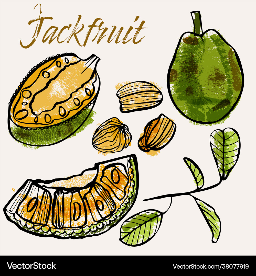 Jackfruit Coloring