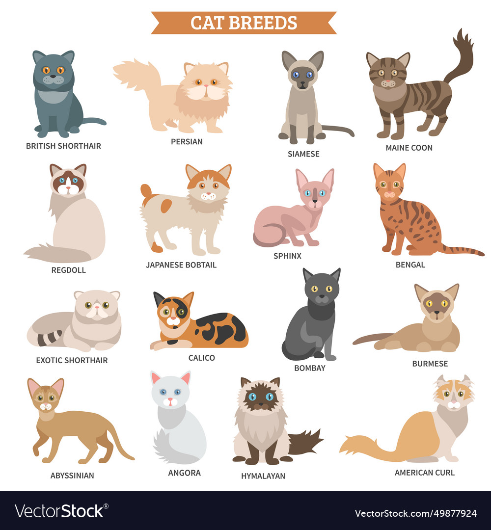 Cat breed set Royalty Free Vector Image - VectorStock