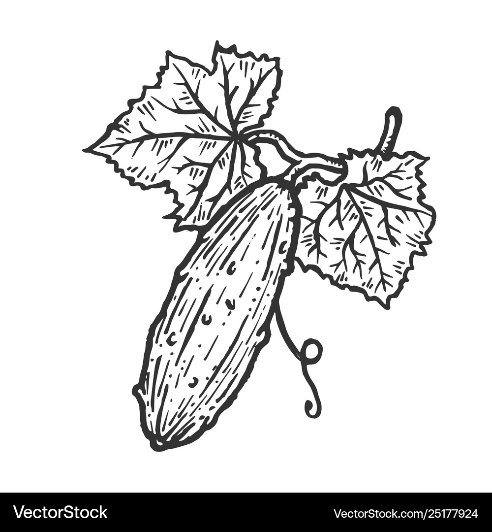 Cucumber Plant Drawing