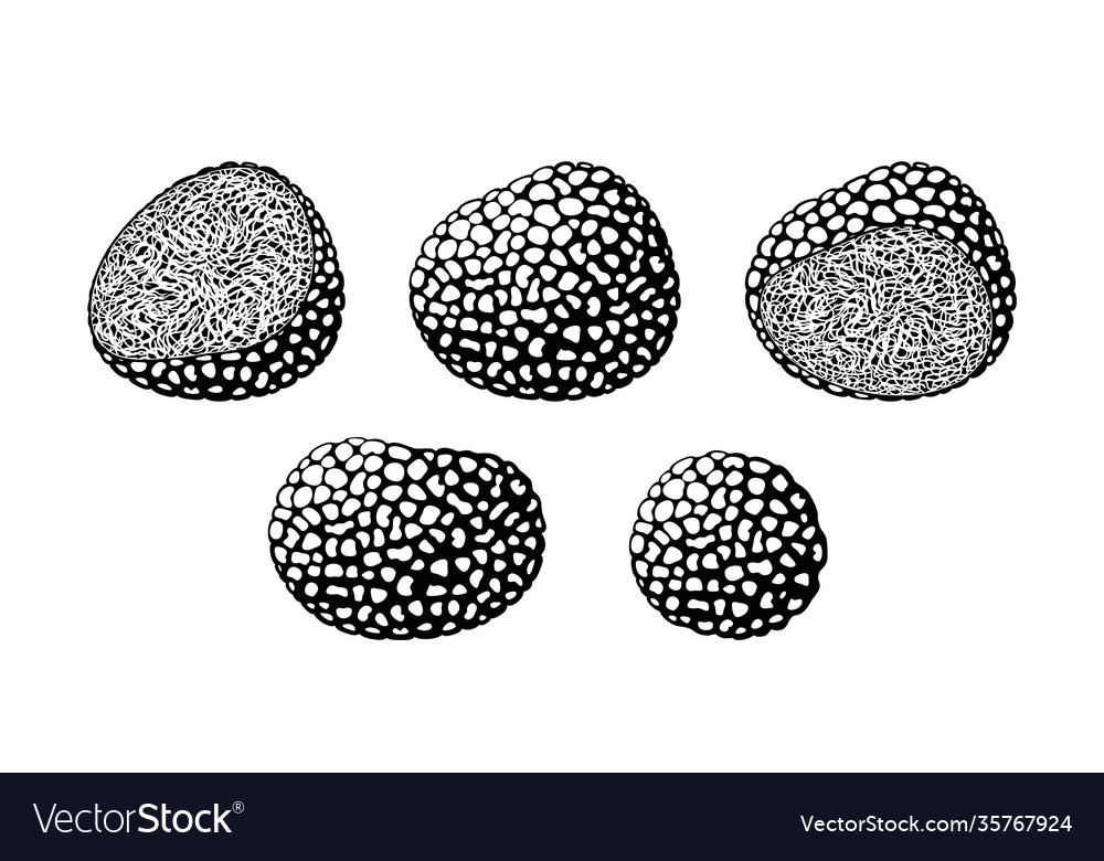 Truffle Royalty Free Vector Image - VectorStock