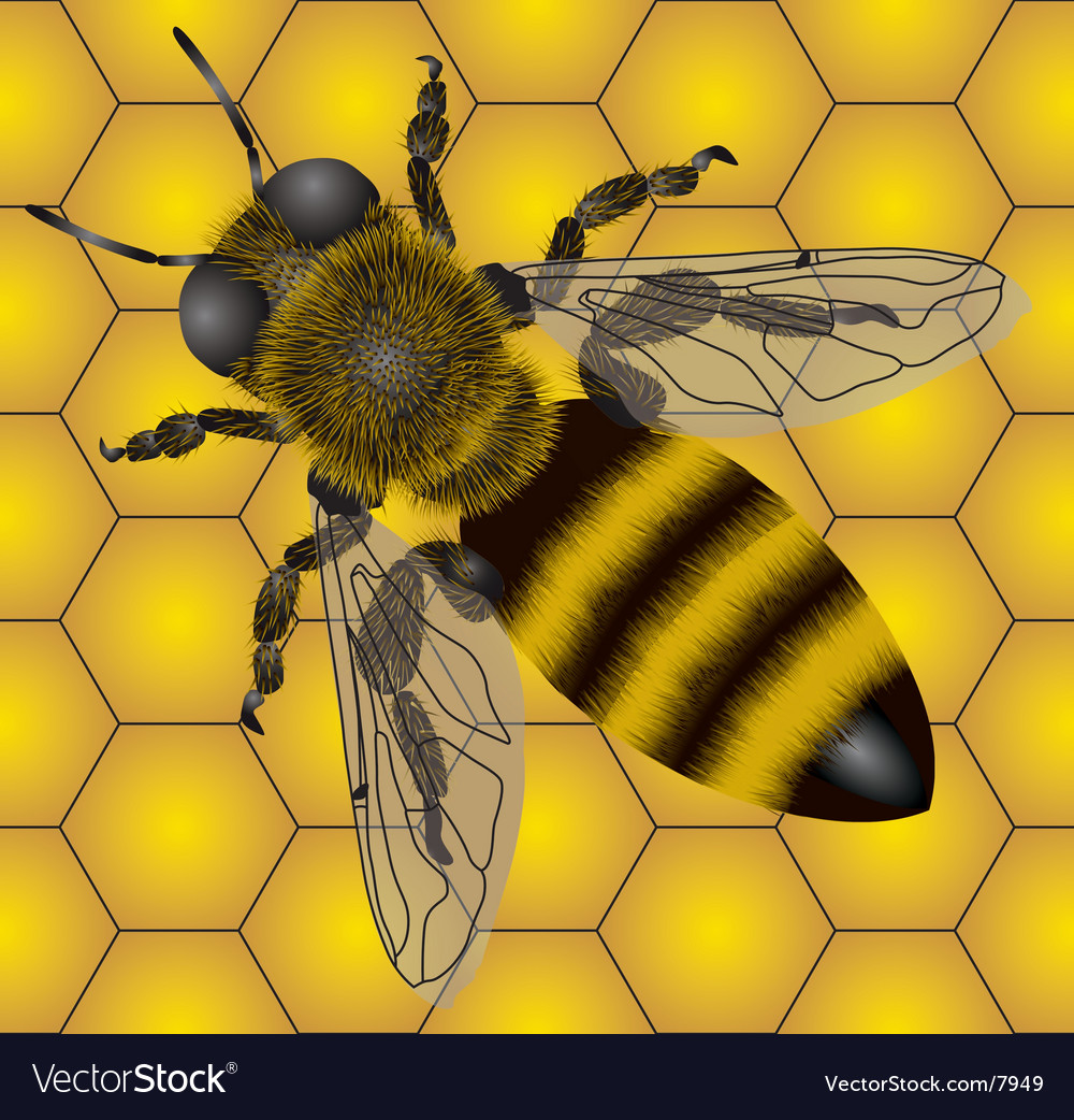 Bee pattern Royalty Free Vector Image - VectorStock