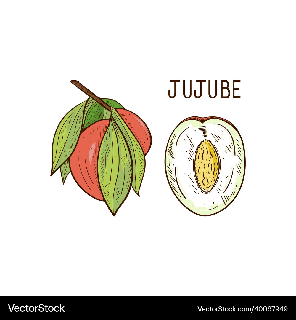 Jujube a branch with leaves a fruit part Vector Image