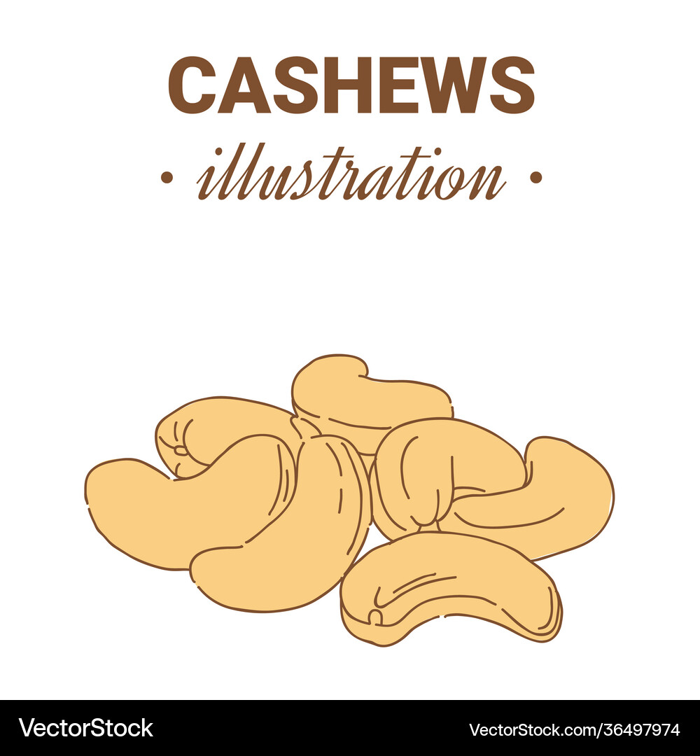 Hand drawn cashew in color Royalty Free Vector Image