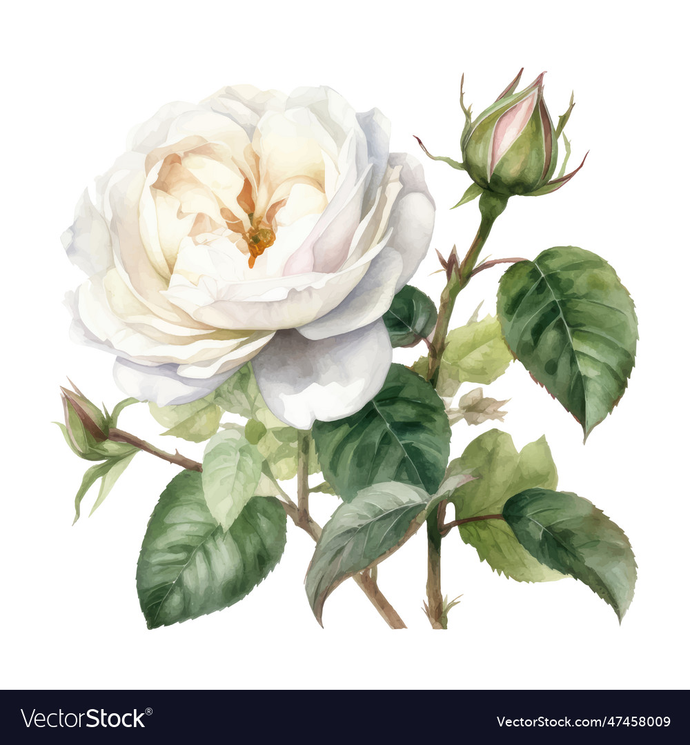 Garden rose watercolor hand painted isolated Vector Image