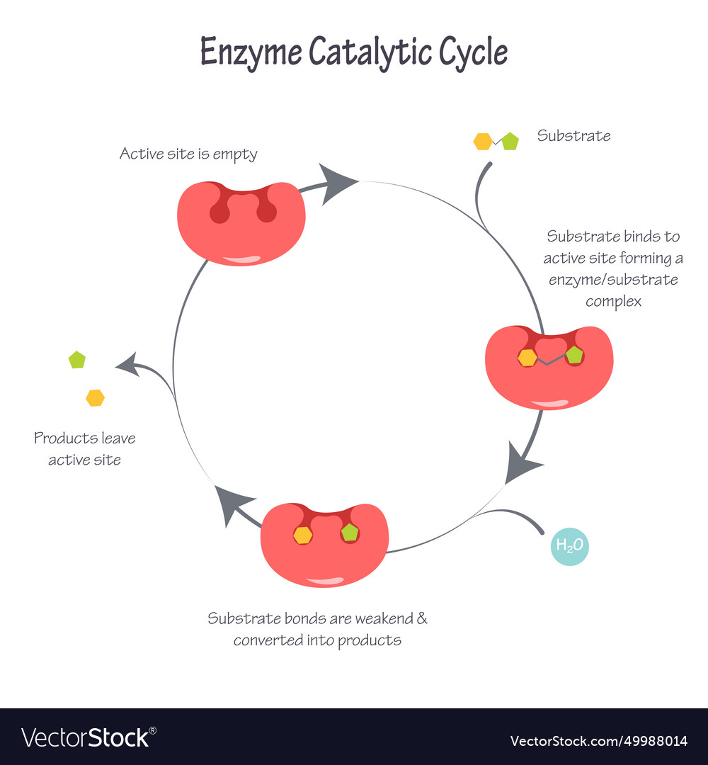 Enzyme catalytic cycle Royalty Free Vector Image Enzyme catalytic cycle Royalty Free Vector Image