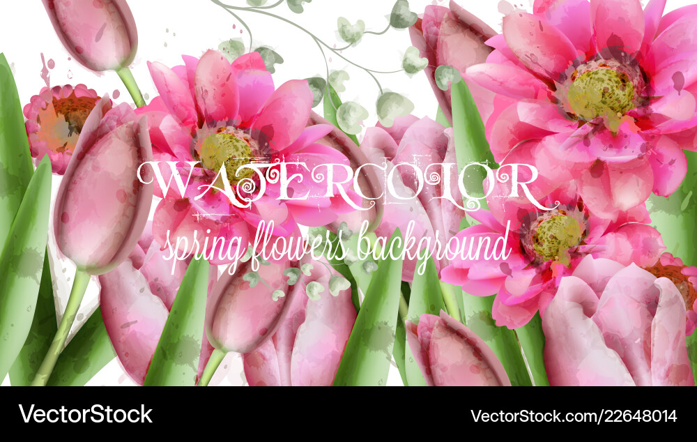 Spring daisy flowers and tulips background Vector Image