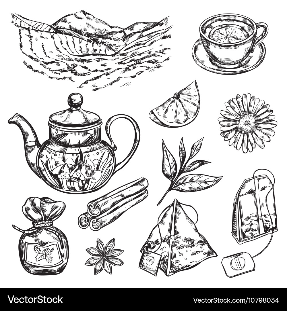 Herbal tea teapot Royalty Free Vector Image - VectorStock