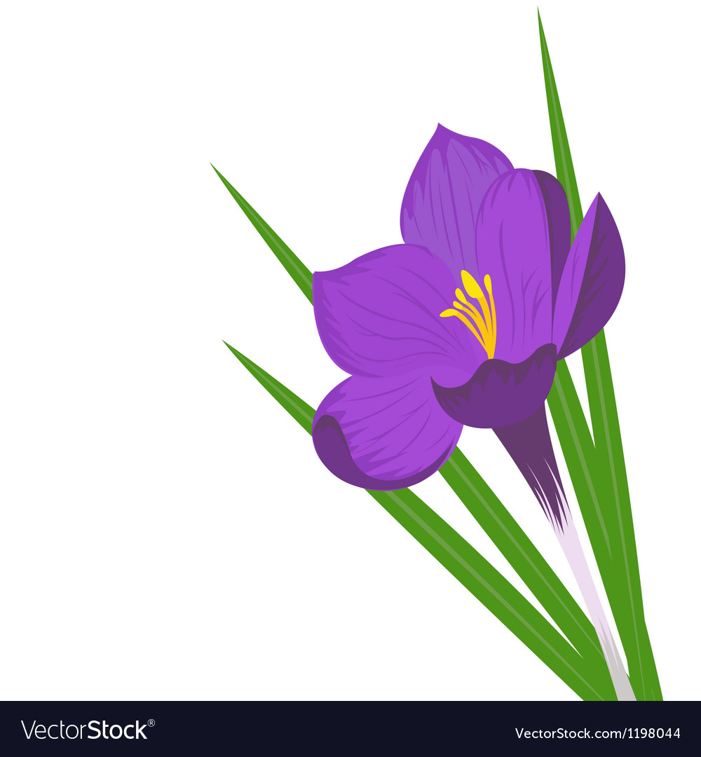 Crocus Royalty Free Vector Image - VectorStock