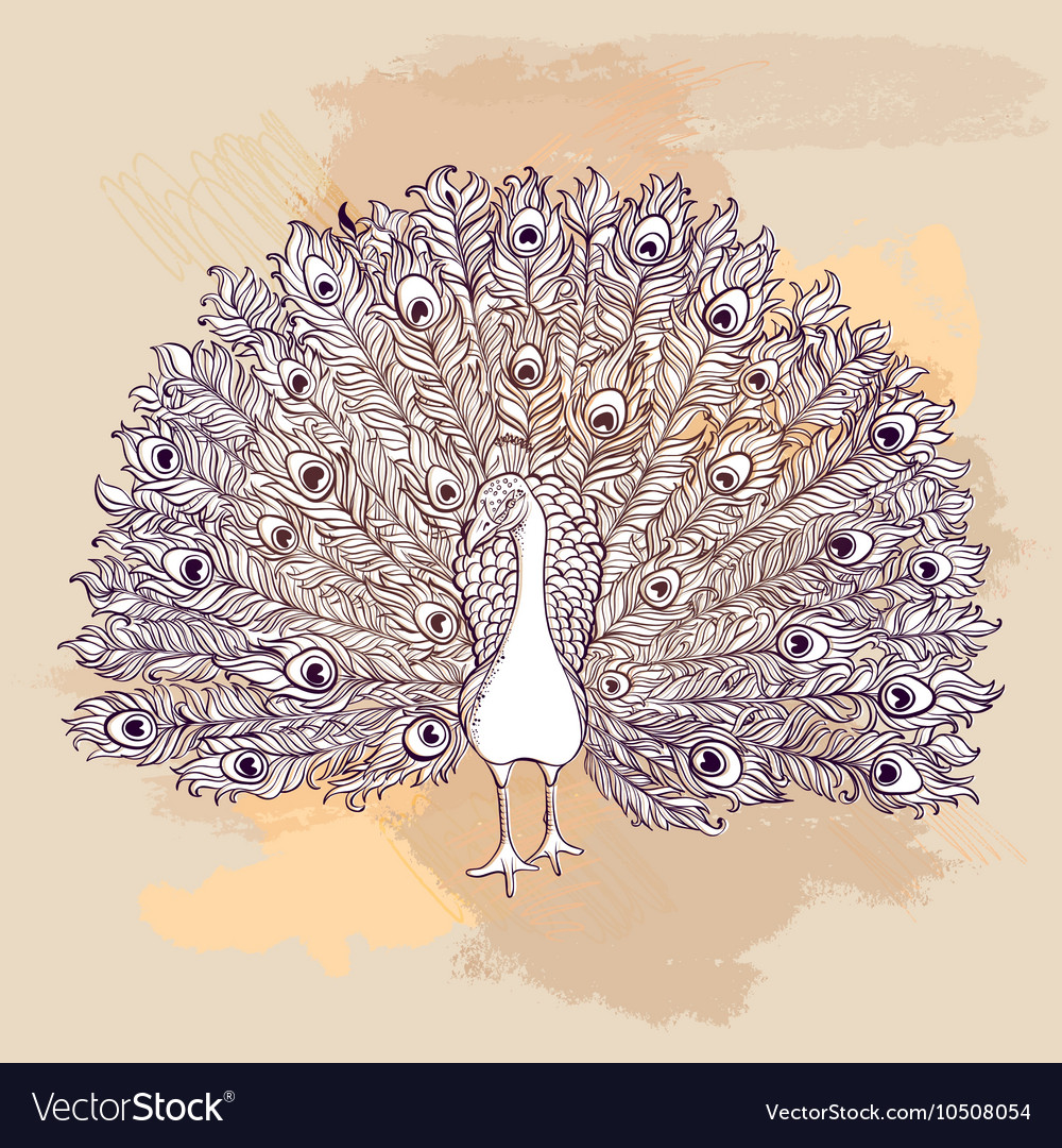 Beautiful Hand Drawn Peacock Bird Royalty Free Vector Image