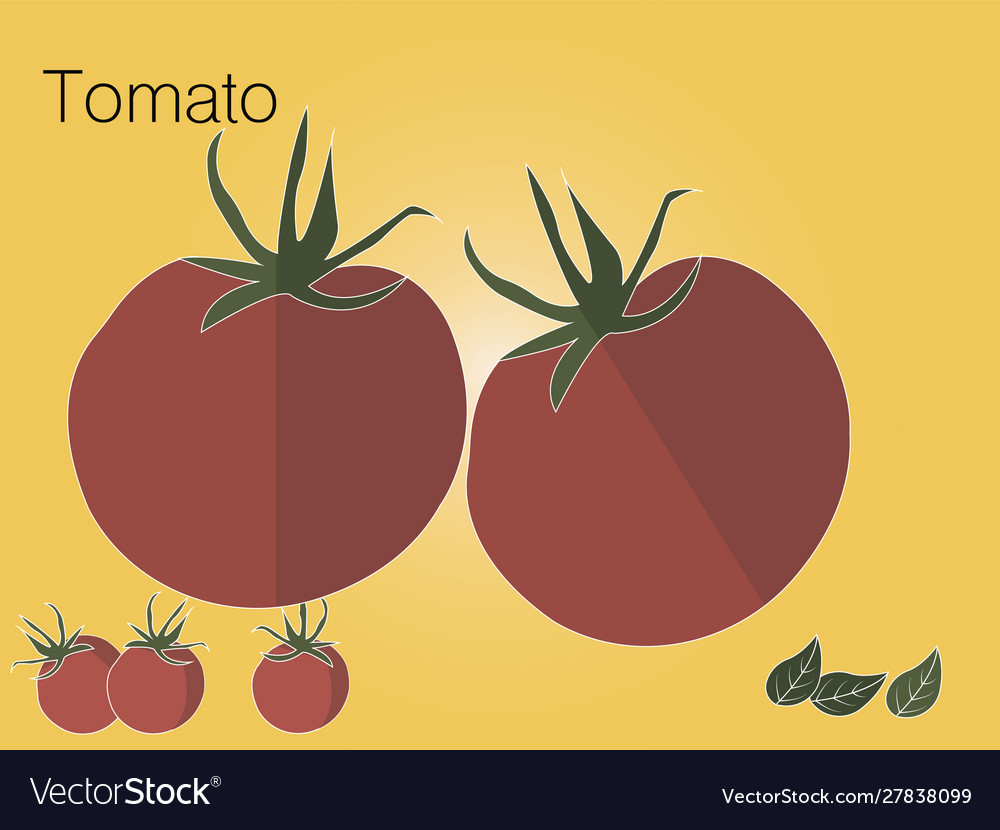 Tomato Royalty Free Vector Image - VectorStock