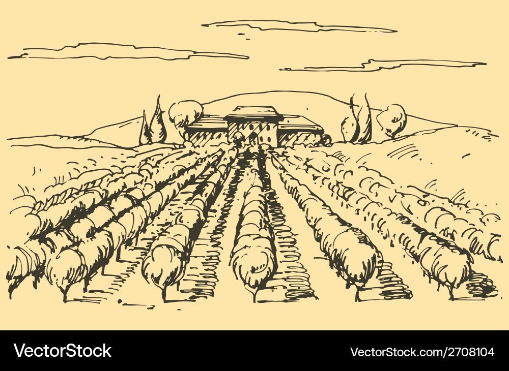 Hand drawn vineyard Royalty Free Vector Image - VectorStock