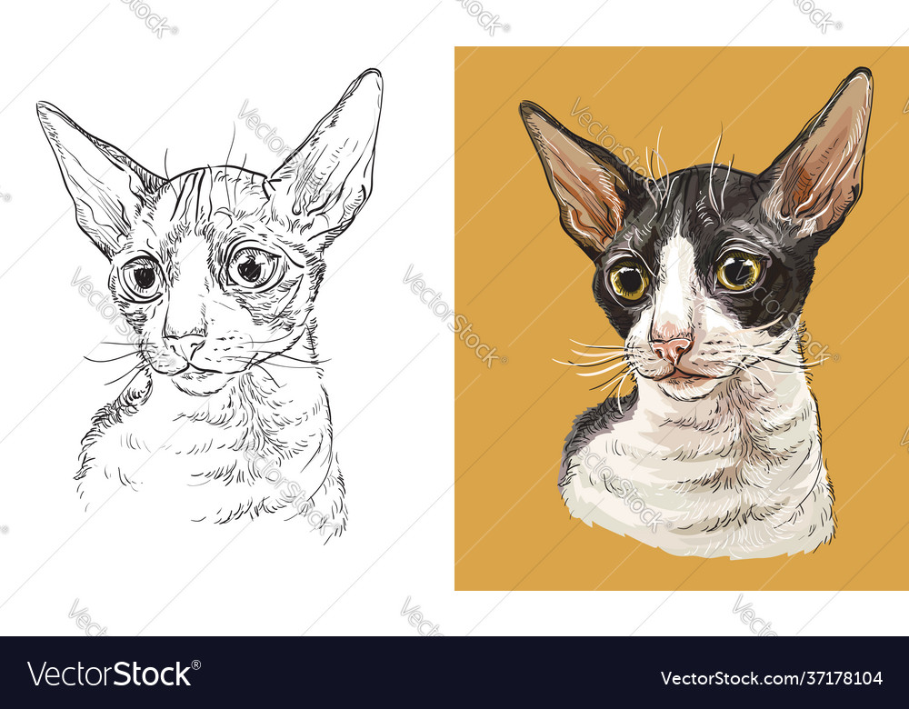 Portrait fluffy cornish rex cat Royalty Free Vector Image