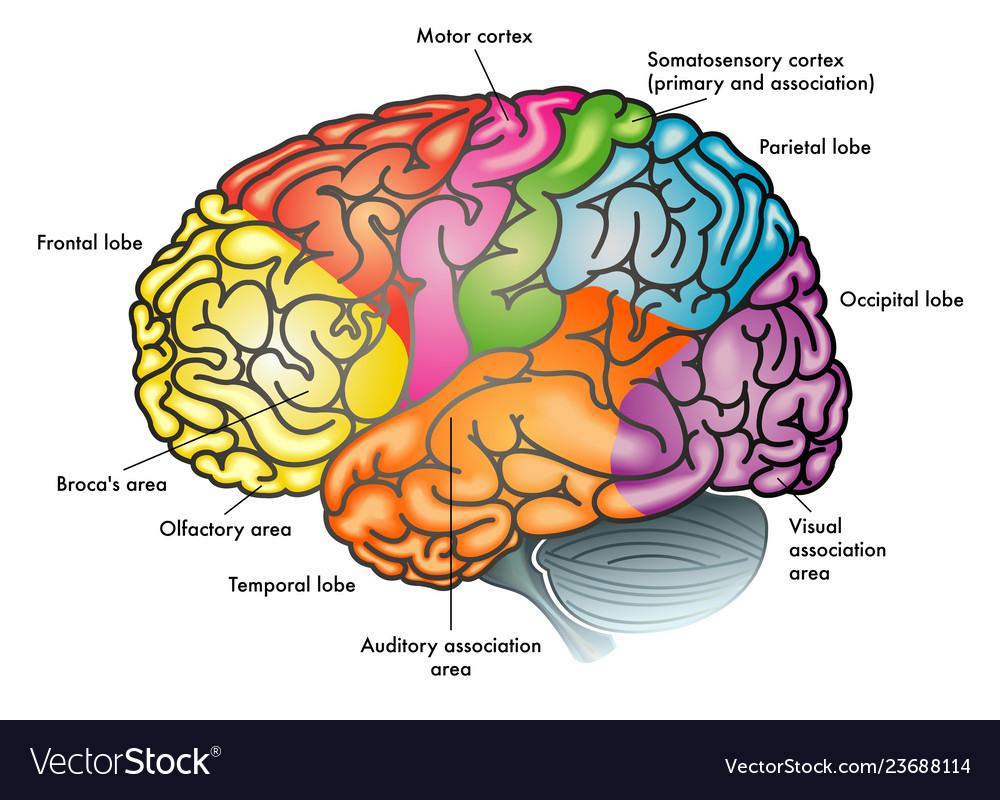 Brain Areas