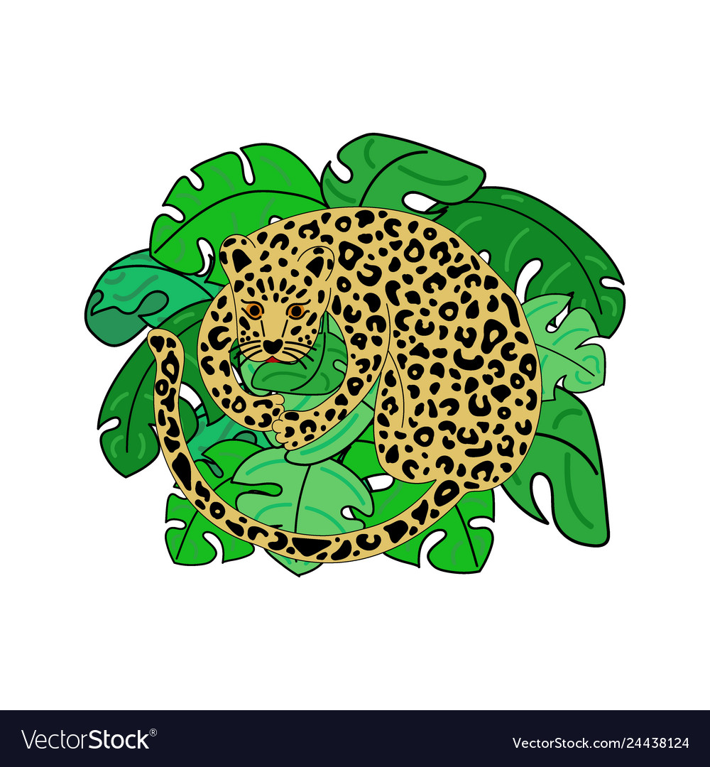Leopard Royalty Free Vector Image - VectorStock