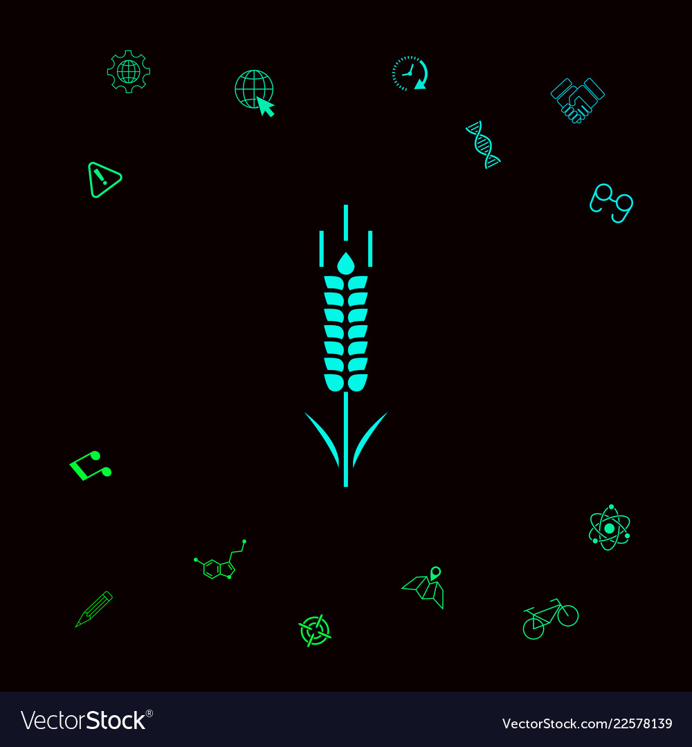 Wheat or rye spikelet symbol Royalty Free Vector Image Wheat or rye spikelet symbol Royalty Free Vector Image