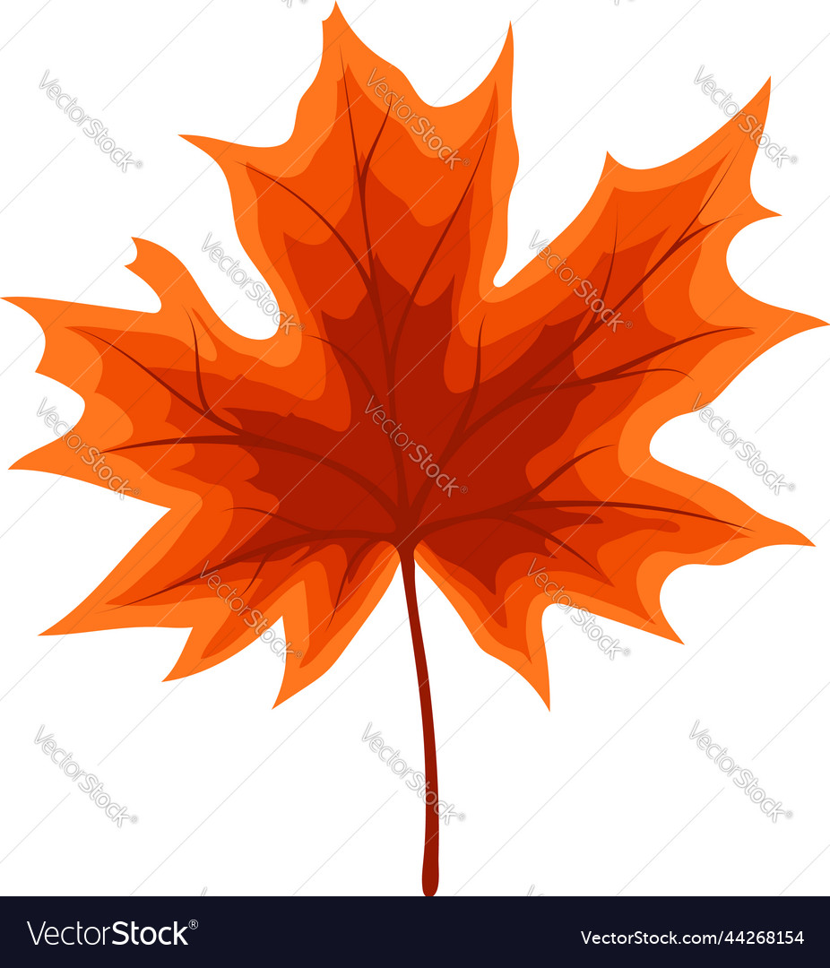 Maple autumn leaf Royalty Free Vector Image - VectorStock