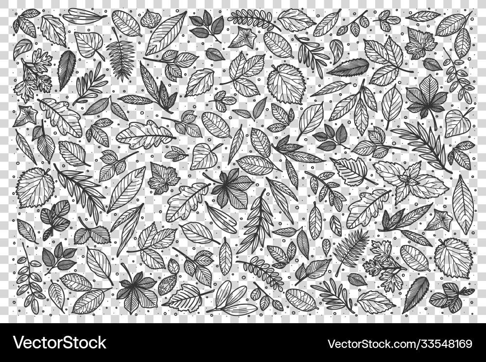 Leaves doodle set Royalty Free Vector Image - VectorStock