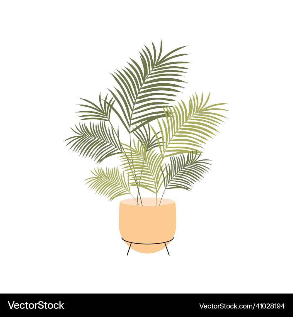 Houseplant areca palm Royalty Free Vector Image