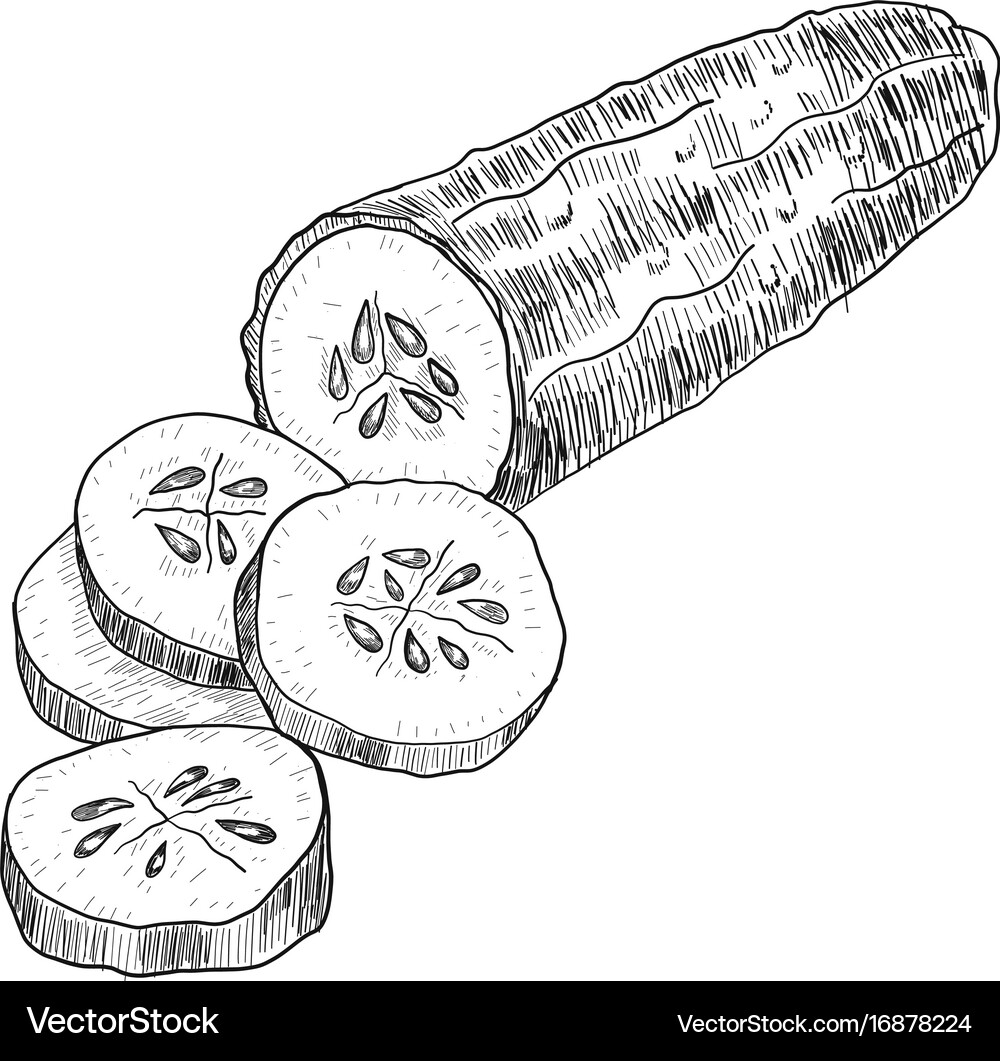 Cucumber hand drawn isolated Royalty Free Vector Image