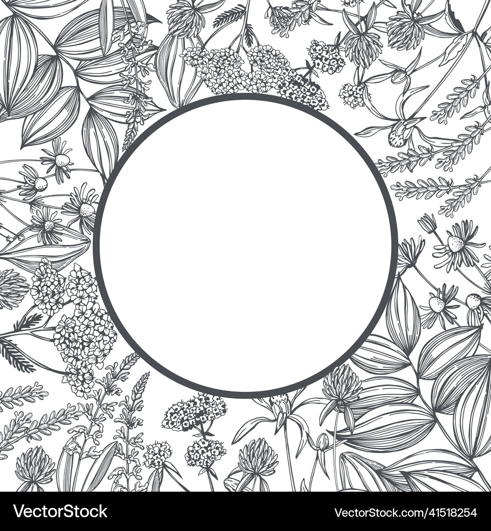 Frame with medicinal herbs Royalty Free Vector Image