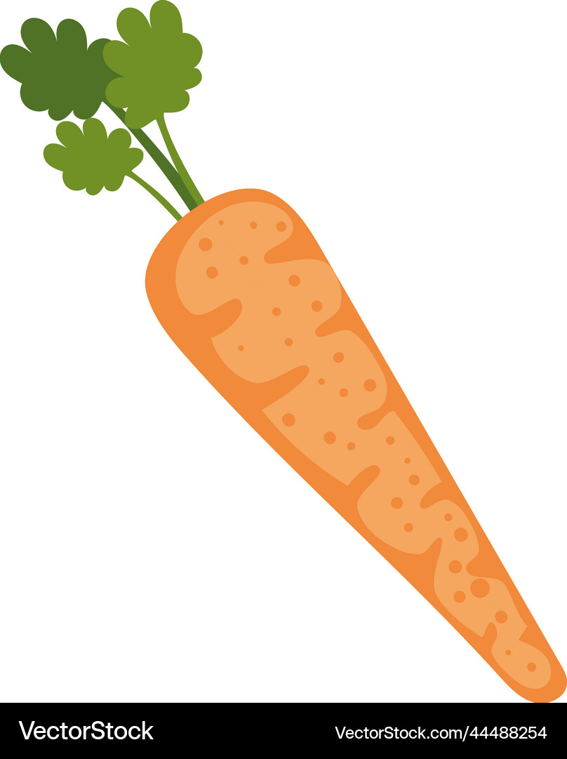Fresh carrot vegetable Royalty Free Vector Image