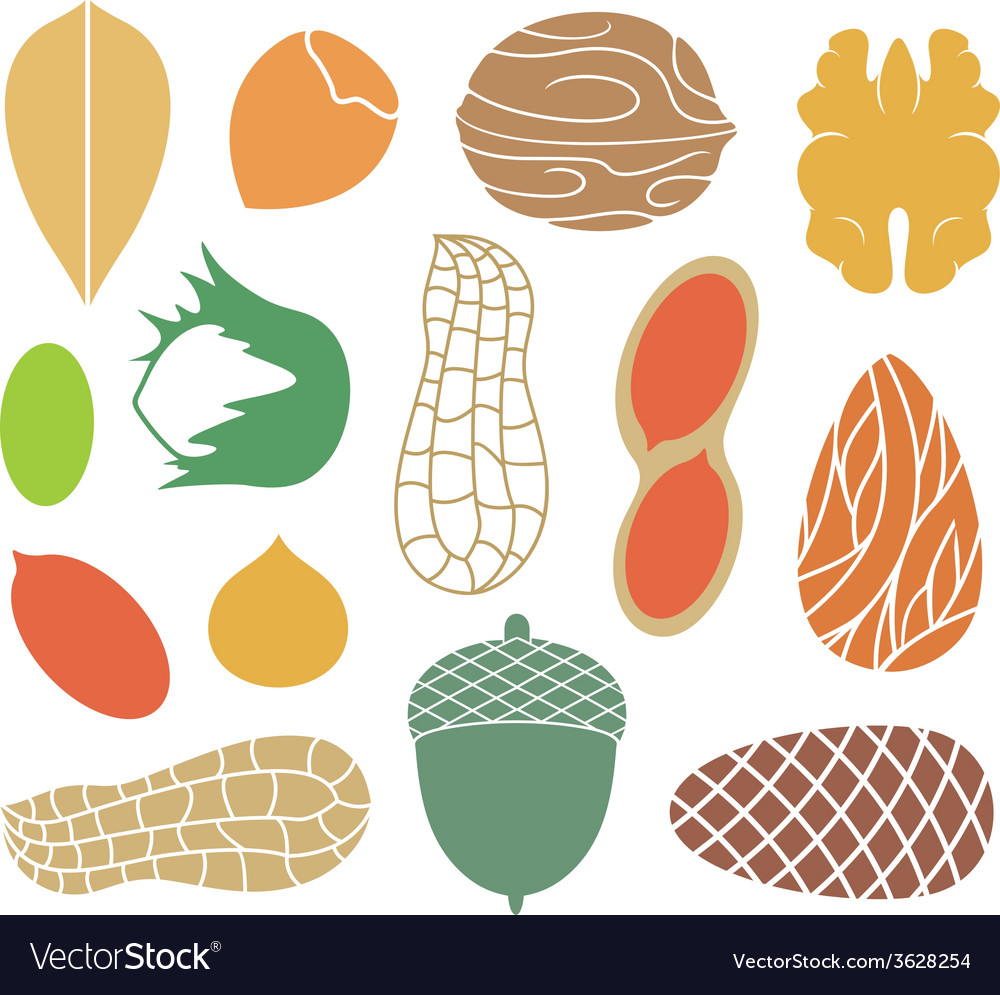 Nut Royalty Free Vector Image - VectorStock