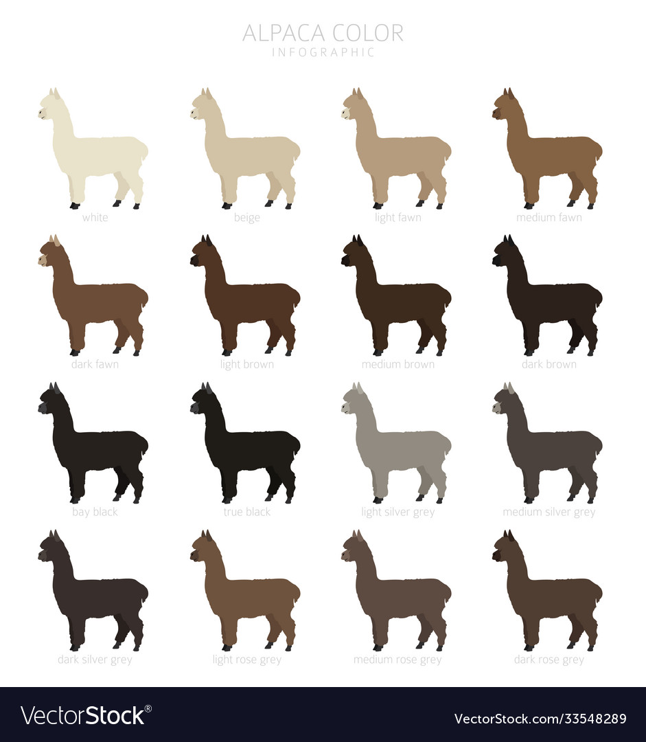 Camelids family collection alpaca graphic design Vector Image