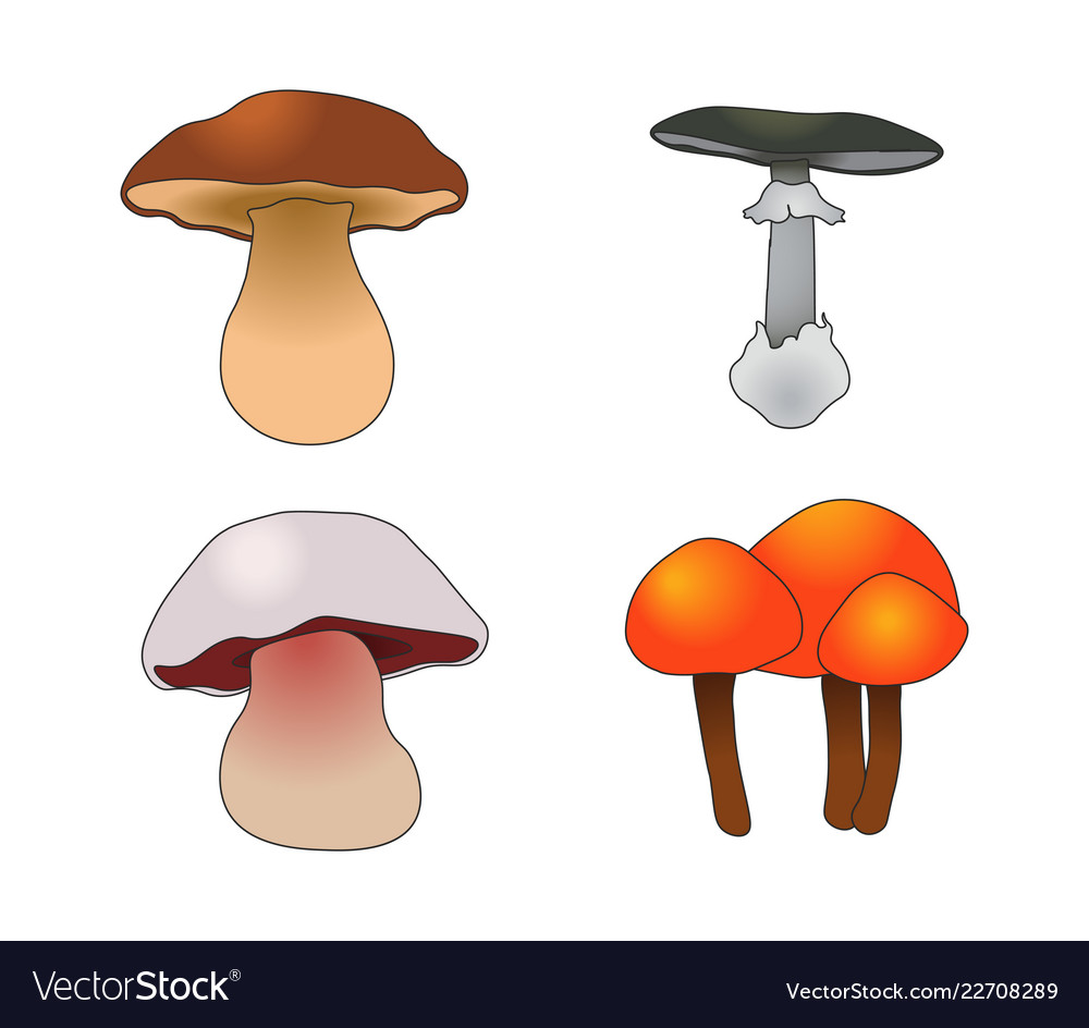 Poisonous mushrooms Royalty Free Vector Image - VectorStock Poisonous mushrooms Royalty Free Vector Image - VectorStock