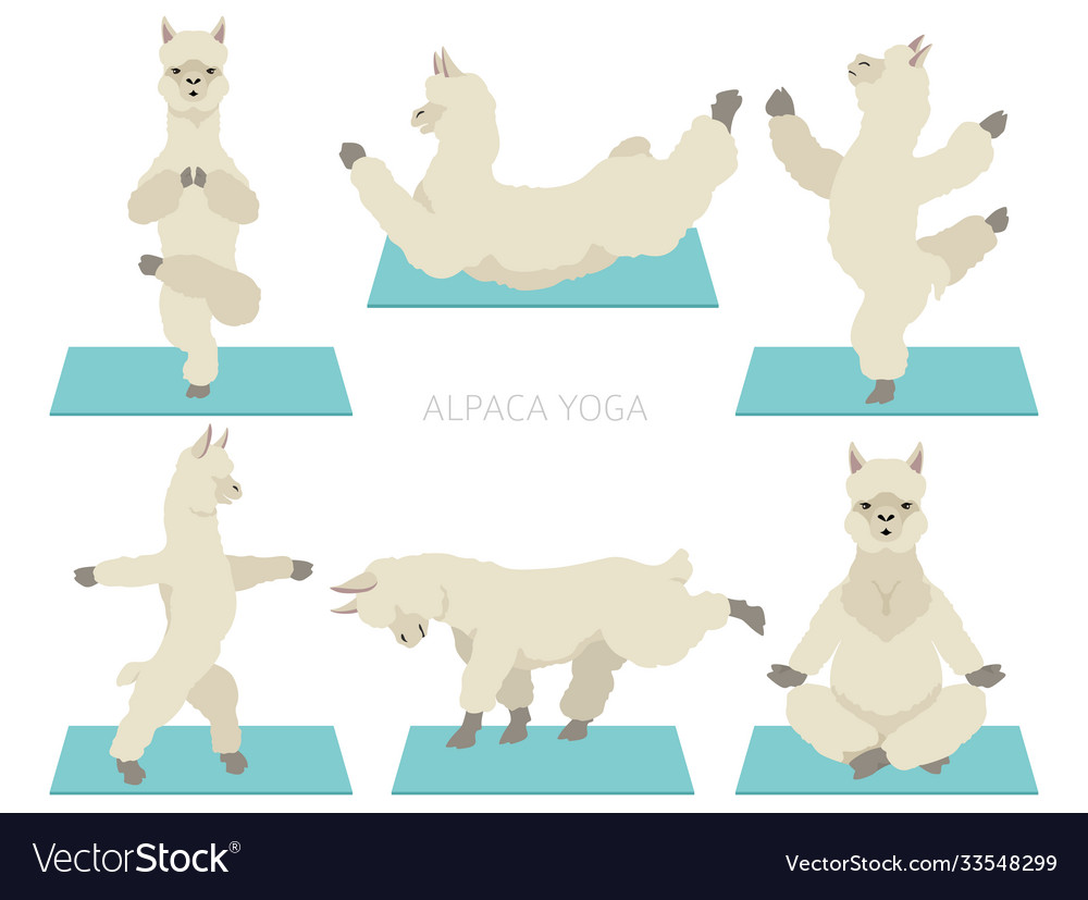 Camelids family collection alpaca yoga graphic Vector Image