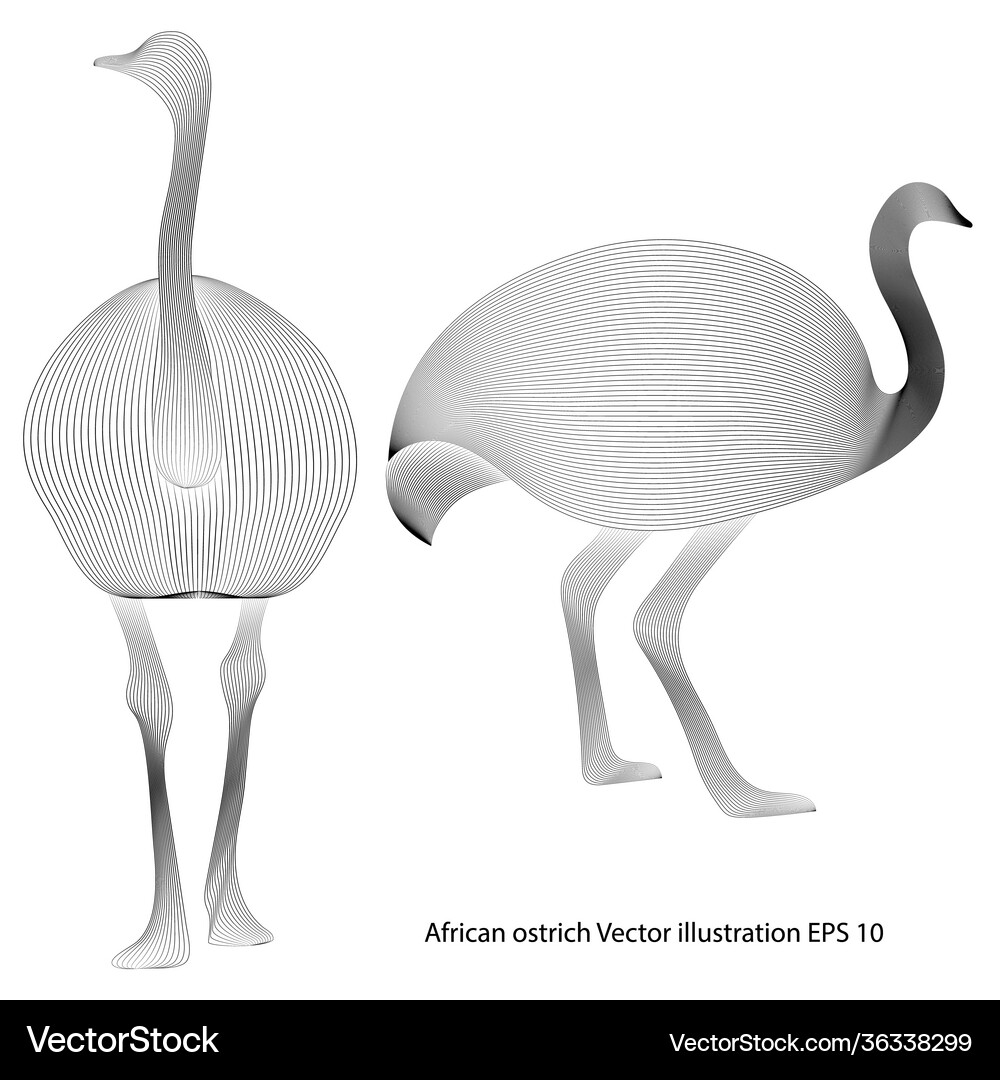 Outline drawing two ostriches on a white Vector Image