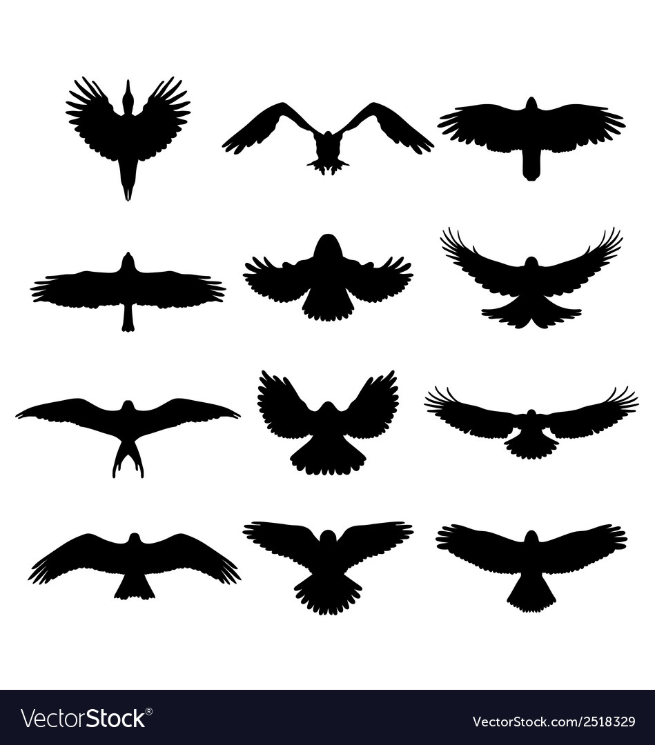 Birds in flight Royalty Free Vector Image - VectorStock