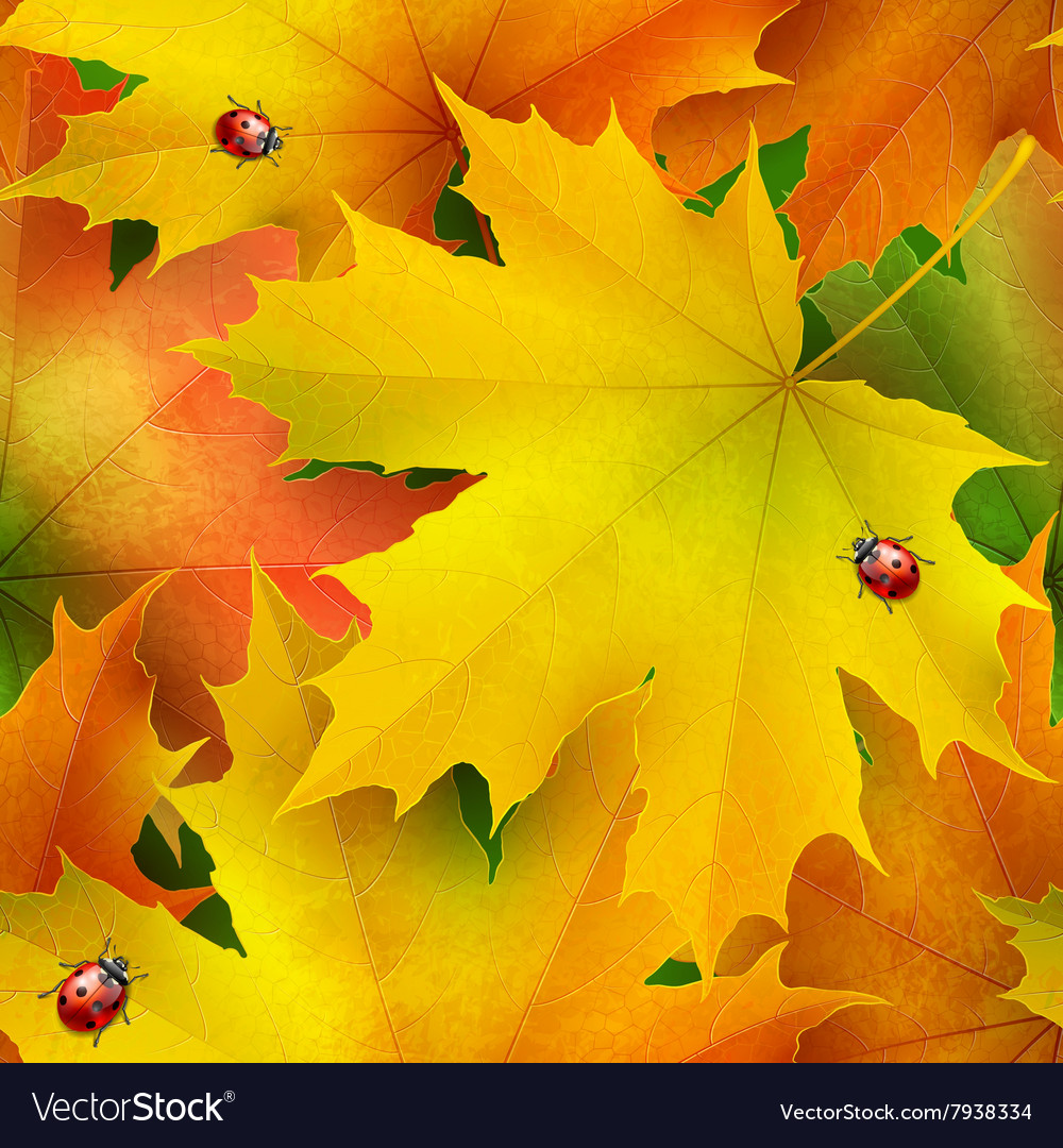 Seamless pattern of maple leaves Royalty Free Vector Image