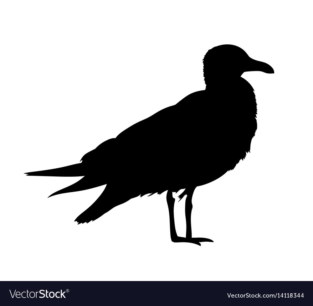 Seagull silhouette isolated on white background Vector Image
