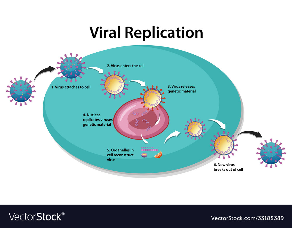 Viral Replication Infographic For Education Vector Image