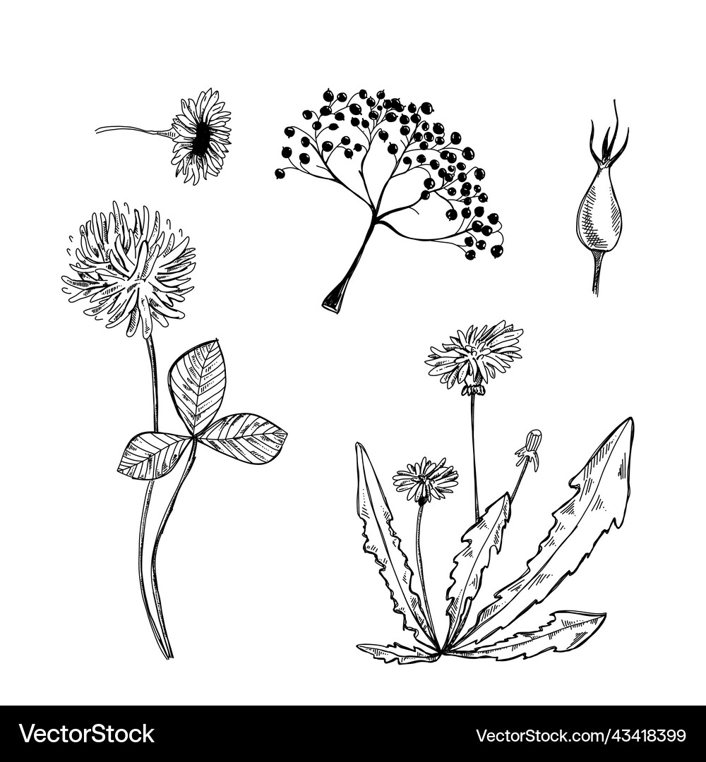 Botanical hand drawn dandelion Royalty Free Vector Image