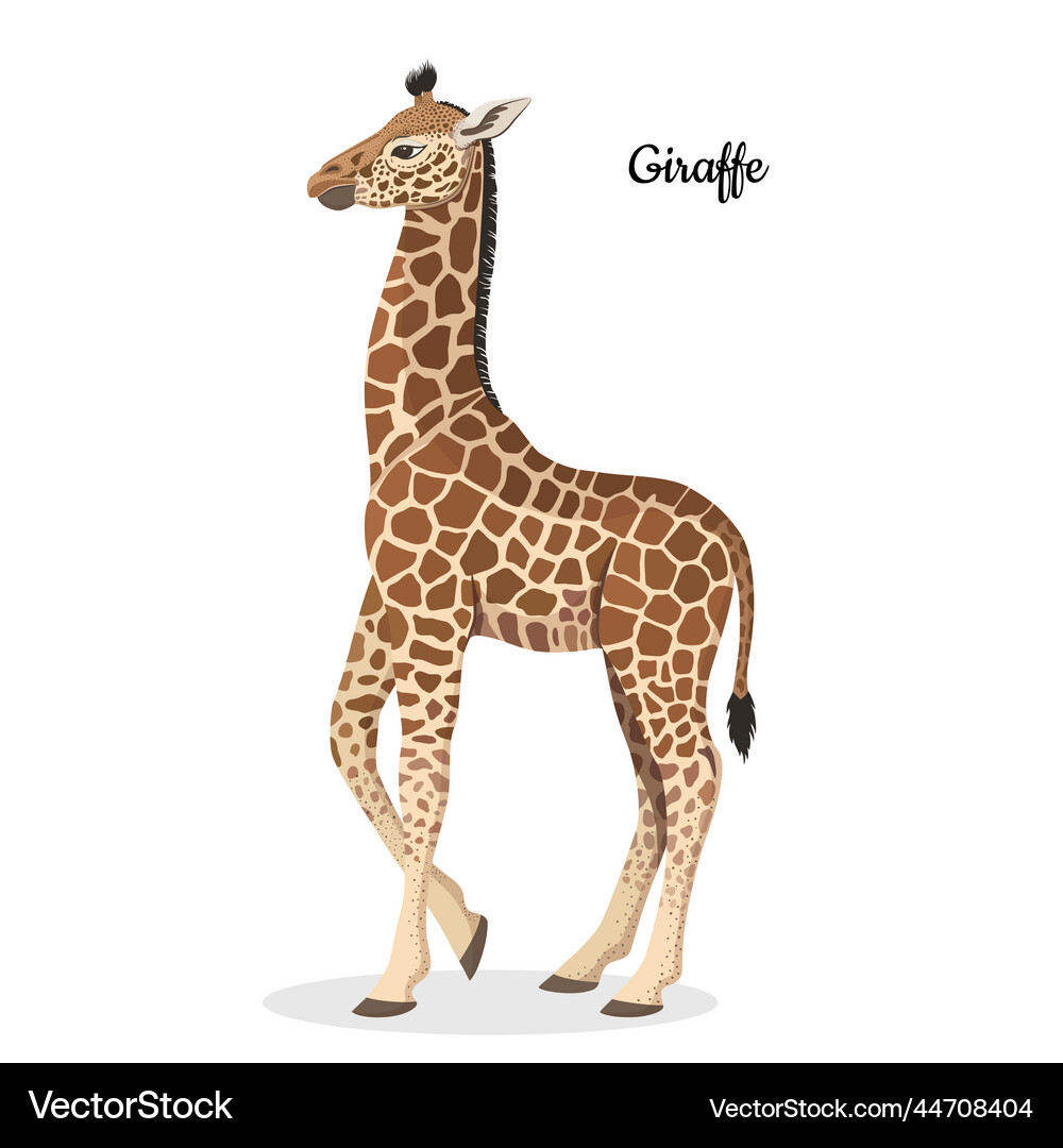 With baby giraffe Royalty Free Vector Image - VectorStock
