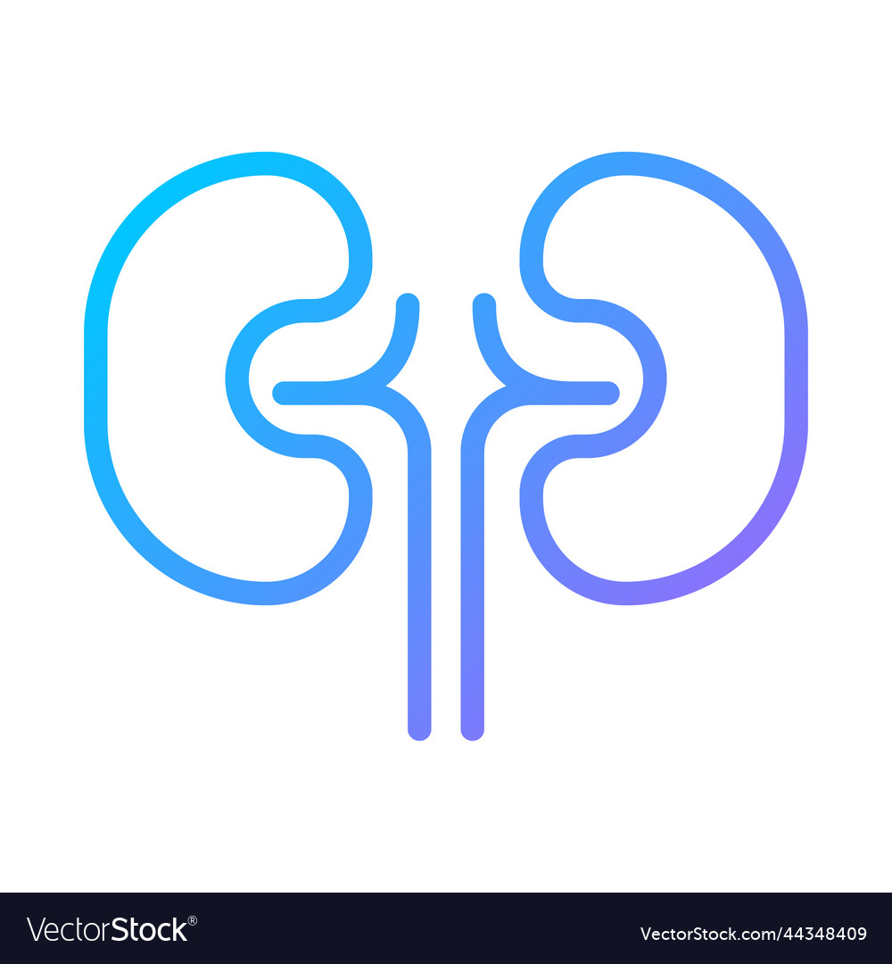 Kidneys pixel perfect gradient linear icon Vector Image Kidneys pixel perfect gradient linear icon Vector Image