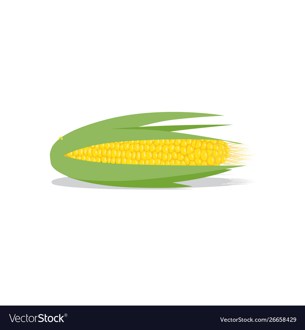 Corn Royalty Free Vector Image - VectorStock