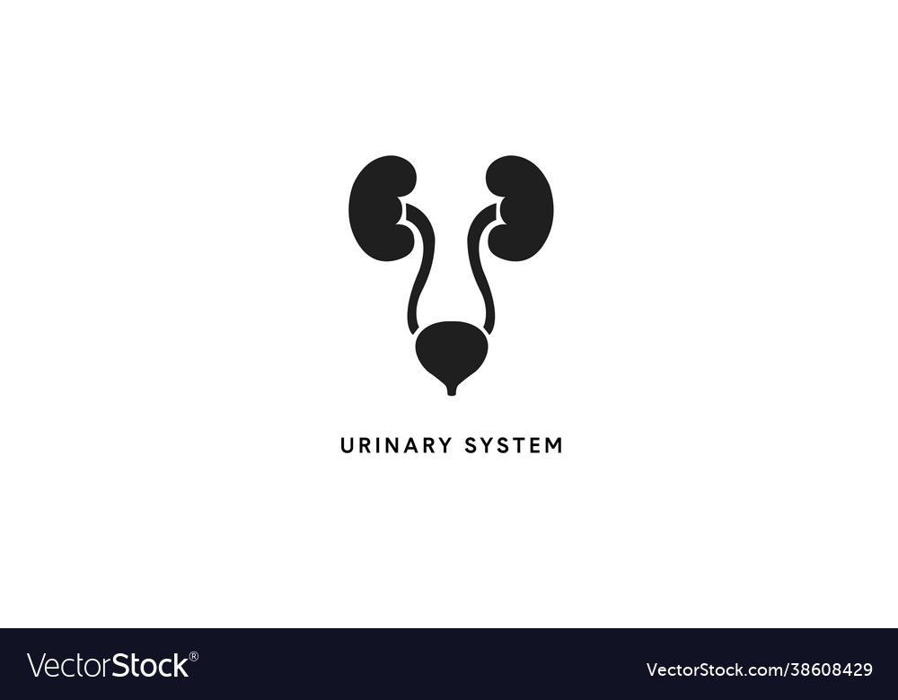 Urinary system Royalty Free Vector Image - VectorStock