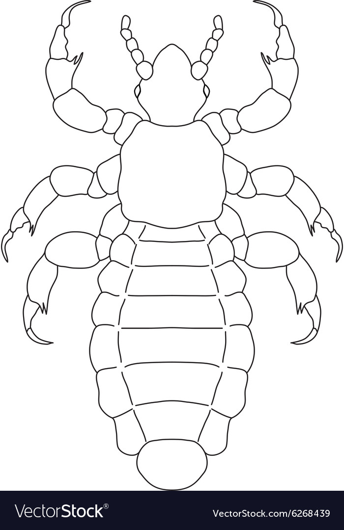 A Head Human Louse Pediculus Humanus Capitis Vector Image