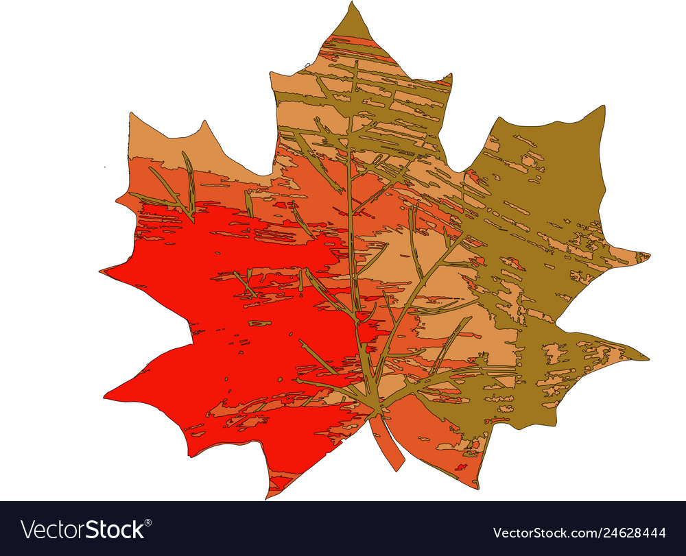 Maple leaf Royalty Free Vector Image - VectorStock