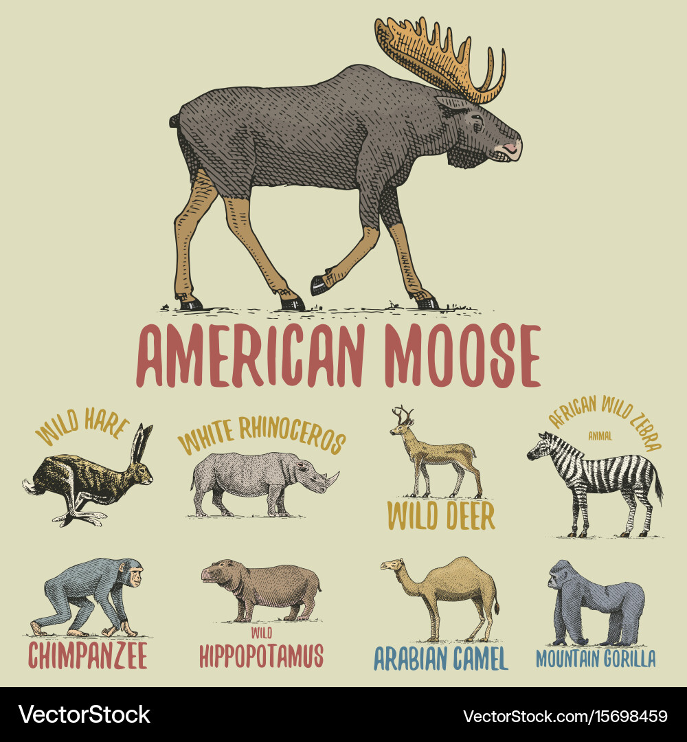 Wild gorilla moose or eurasian elk camel and Vector Image