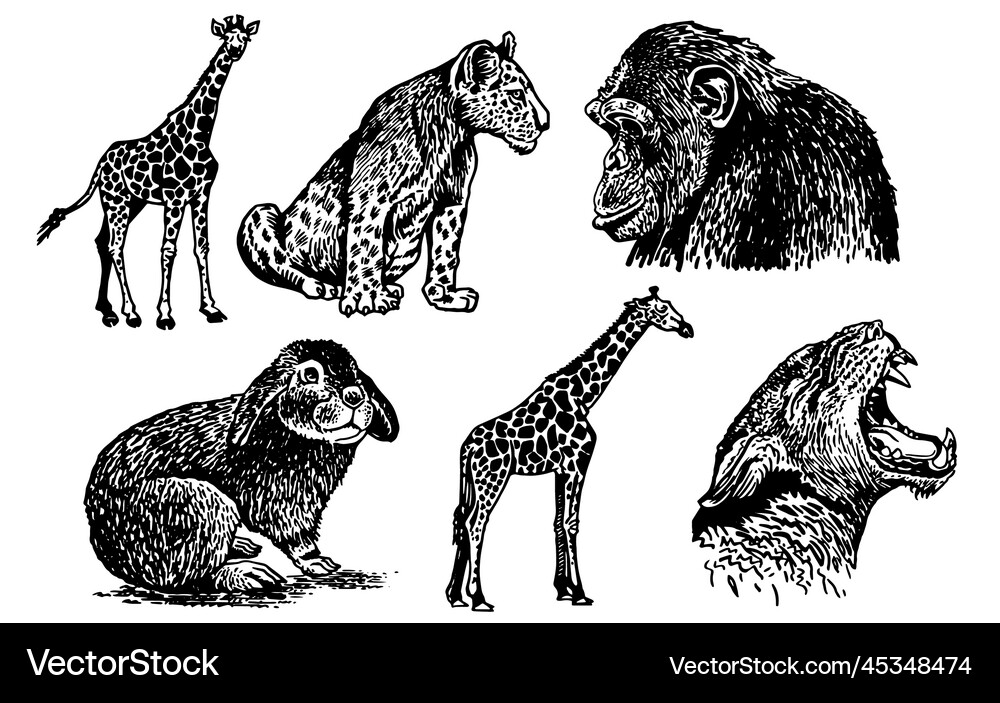 Graphical set of animals isolated on white Vector Image