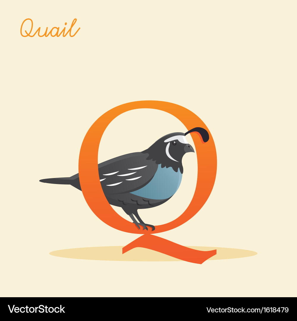 Animal alphabet with quail Royalty Free Vector Image