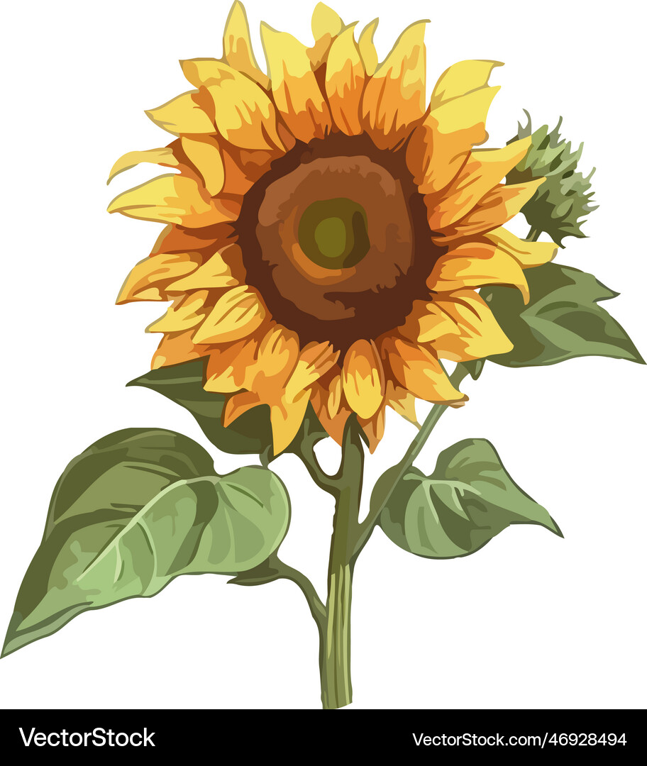 Sunflower nature plant Royalty Free Vector Image