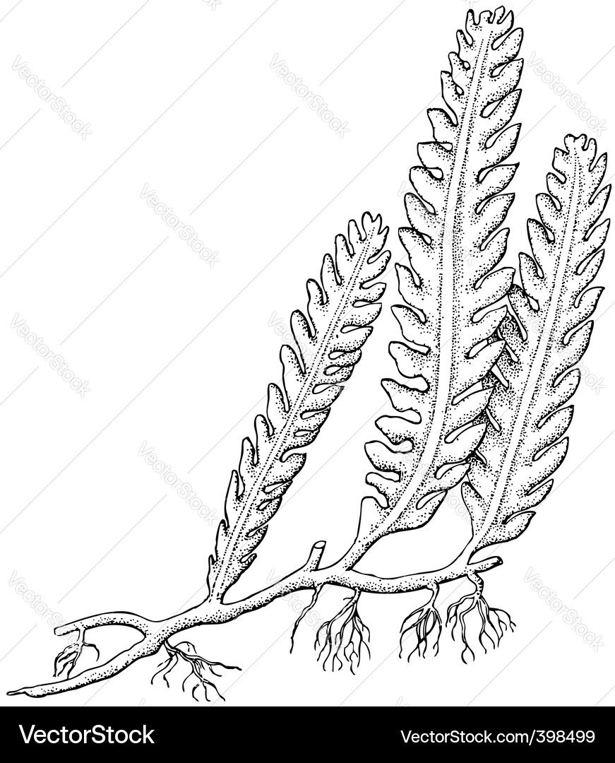 Branch Royalty Free Vector Image - VectorStock