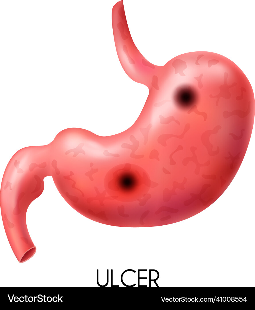 Realistic stomach Royalty Free Vector Image - VectorStock