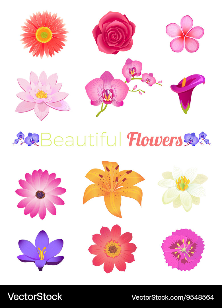 Flower color set design flat isolated Royalty Free Vector