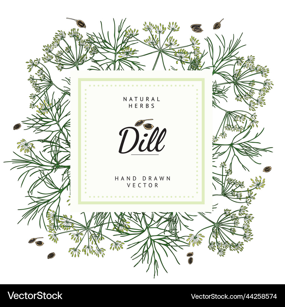Dill banner with text and square frame sketch Vector Image