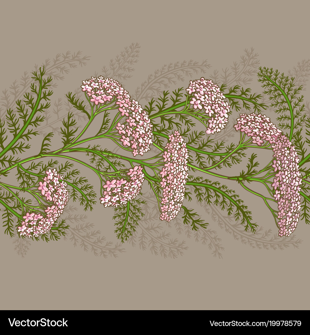 Yarrow pattern Royalty Free Vector Image - VectorStock